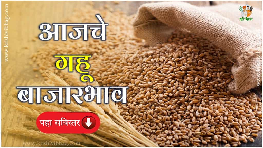 बाजारभाव - Krishivibhag.com
